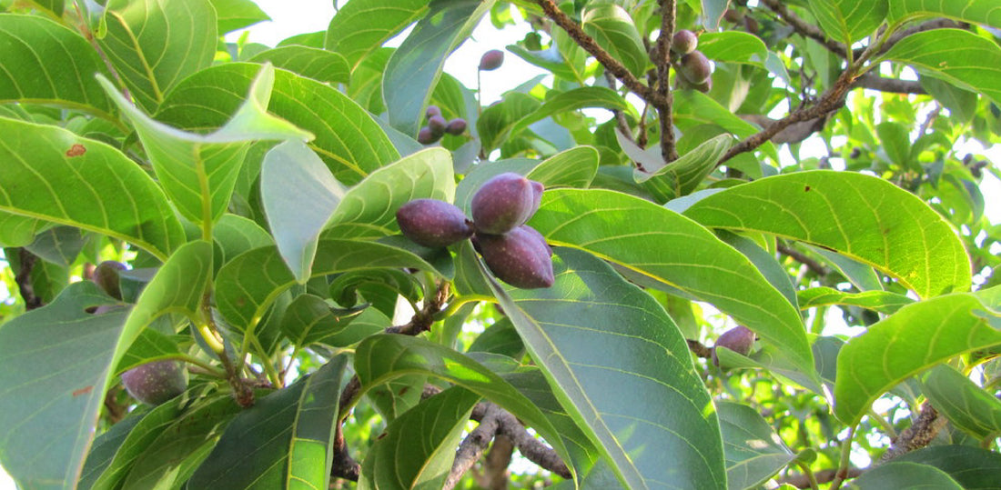 Extracts - Terminalia Chebula Fruit – CLAYPODS