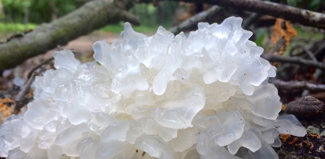 Extracts - Tremella Mushroom – CLAYPODS